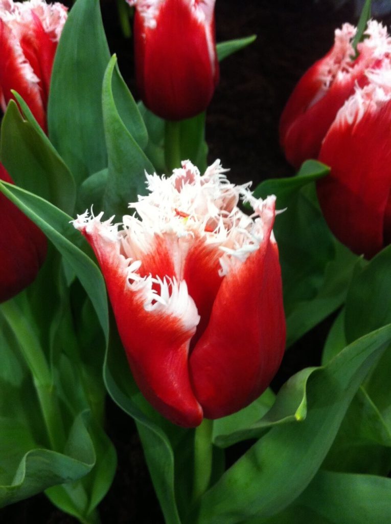 New Santa - Haakman Flowerbulbs B.V.