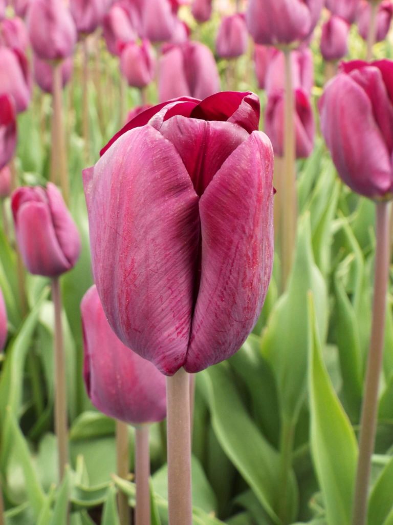 Purple Lady - Haakman Flowerbulbs B.V.