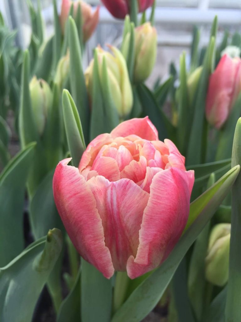 Verona Sunrise - Haakman Flowerbulbs B.V.