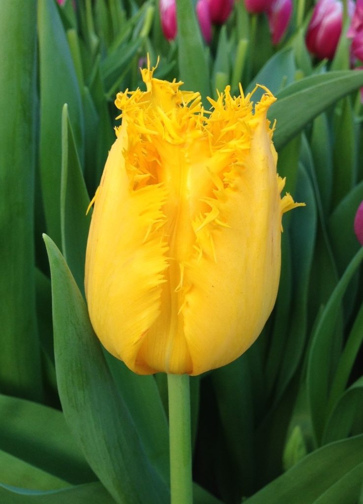 Yellow Valery - Haakman Flowerbulbs B.V.